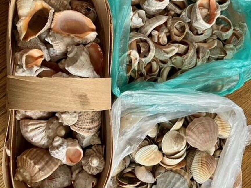 Морские ракушки. Аквариум, рукоделье, декор