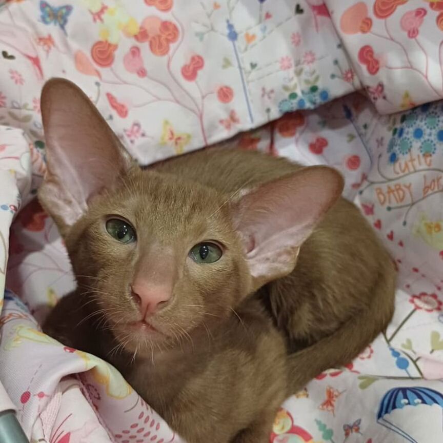 Ориентальный котёнок