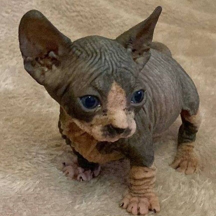 Канадский сфинкс котёнок