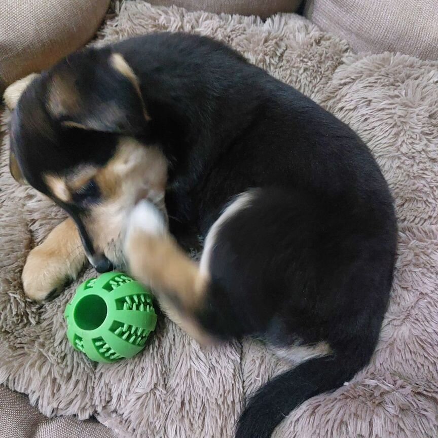 Девочка 2,5 месяца