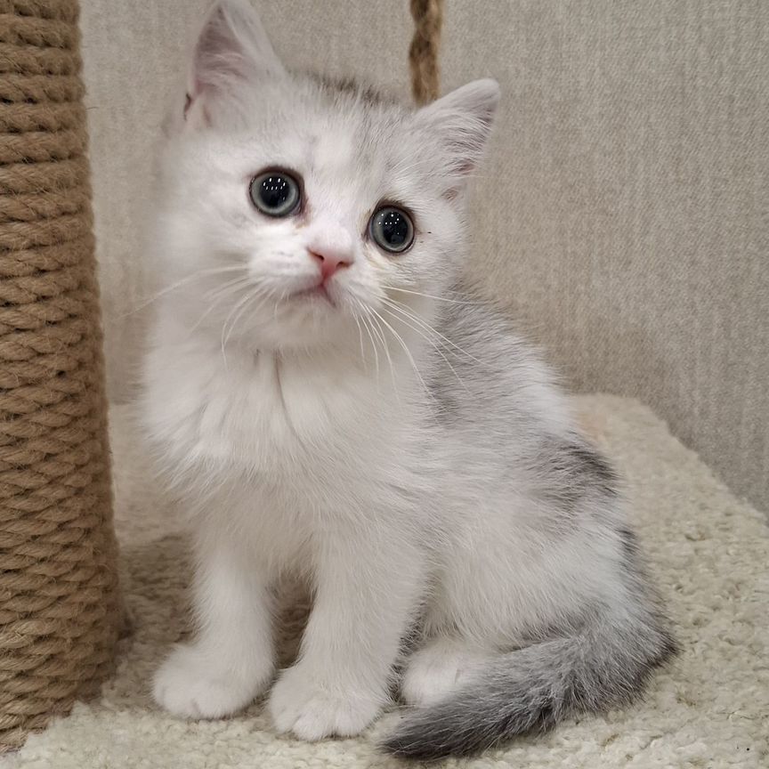 Шотландский прямоухий короткошёрстный котёнок