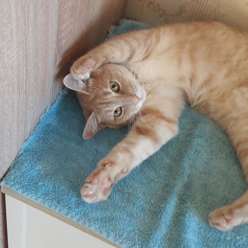 Рыжий котенок в добрые руки бесплатно