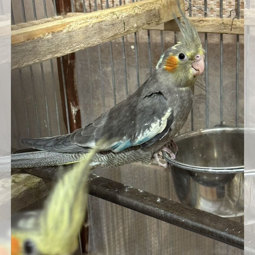 Попугай корелла