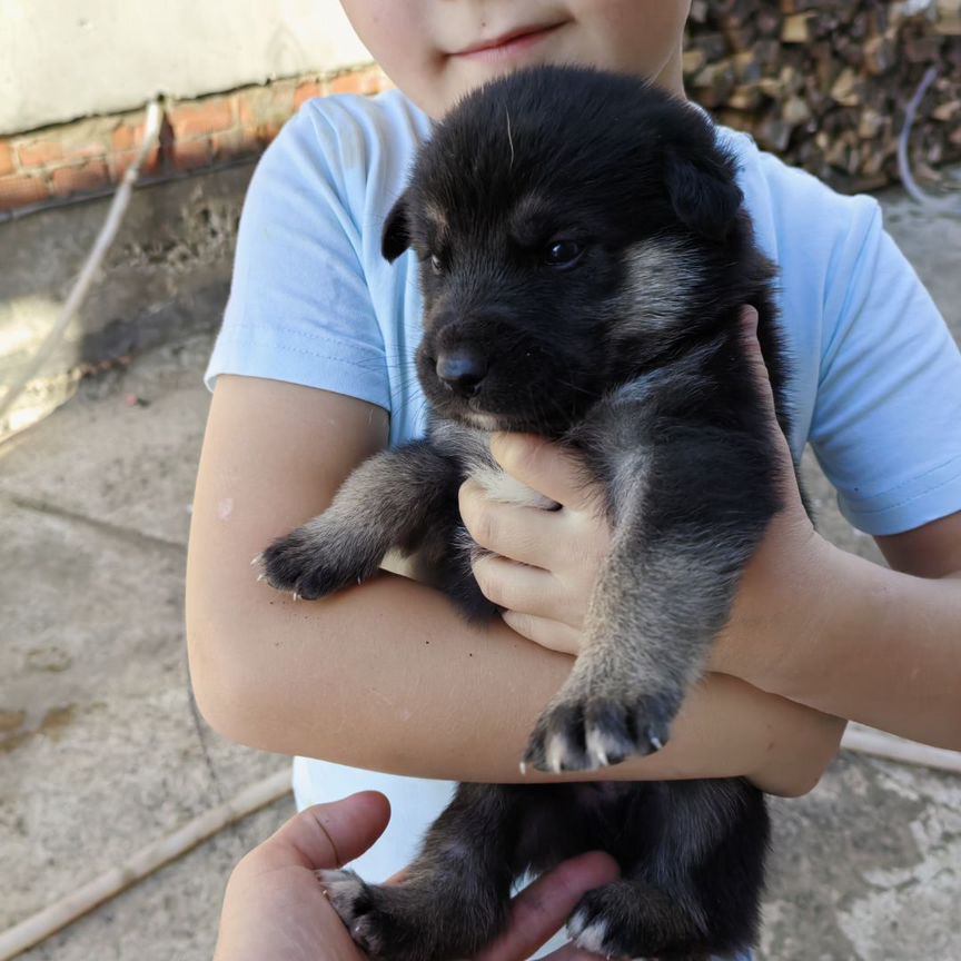 Щенки в добрые руки