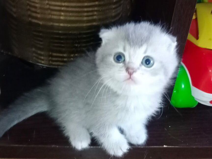 Шотландские котята