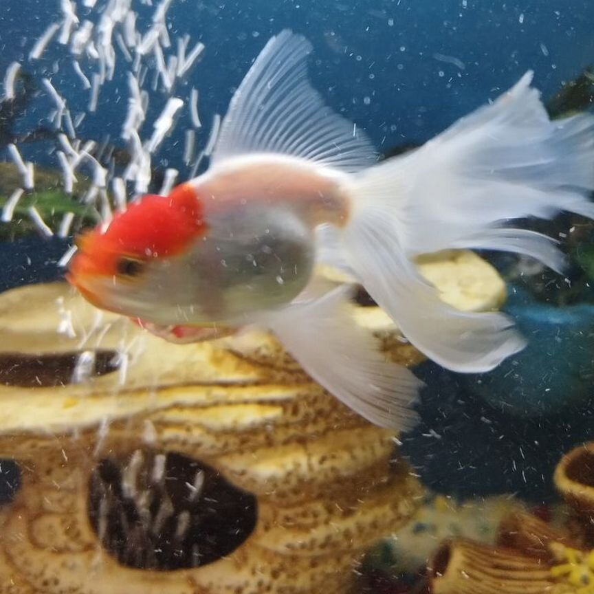 Аквариумные рыбки