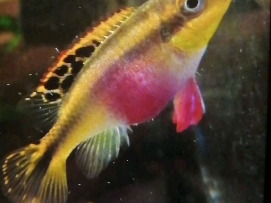 Пельвикахромис пульхера