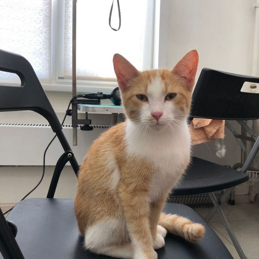 Колëнок котик рыжий