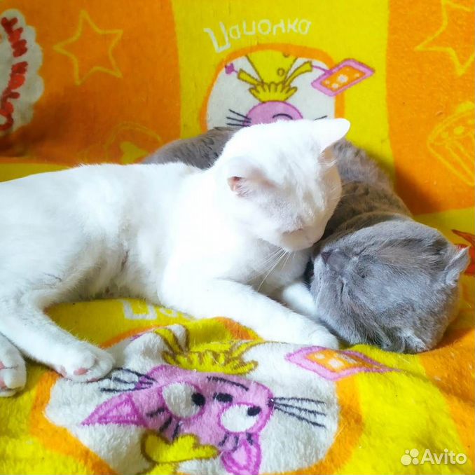 Лебединая верность (Лейла и Тайсон)