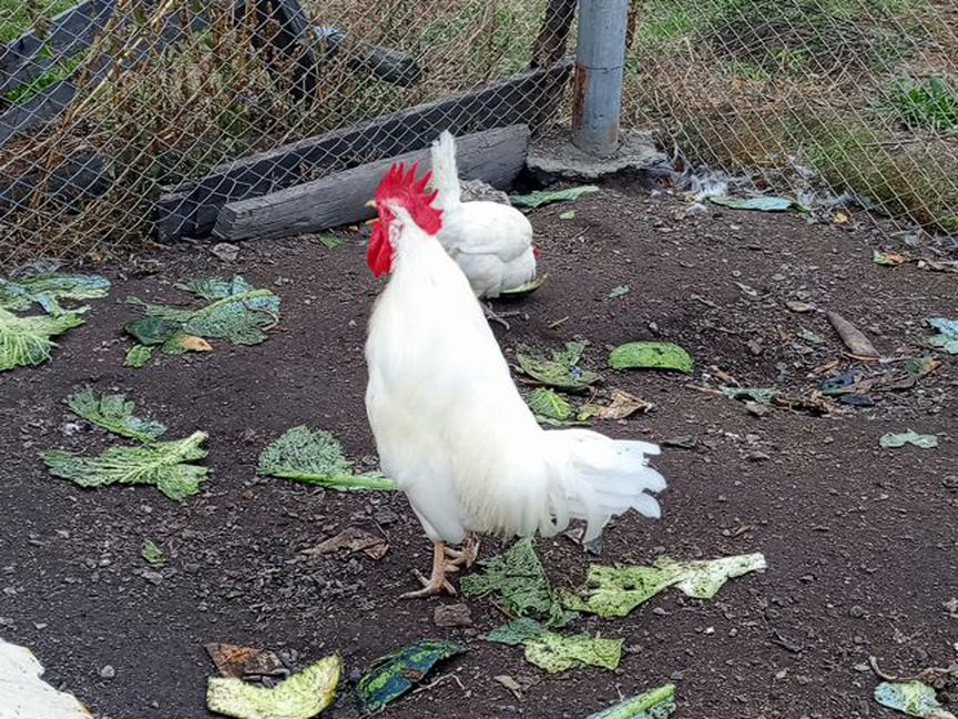 Петухи Легорн