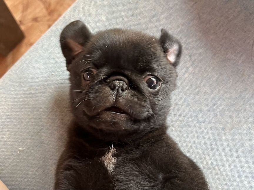 Мопс (девочка)