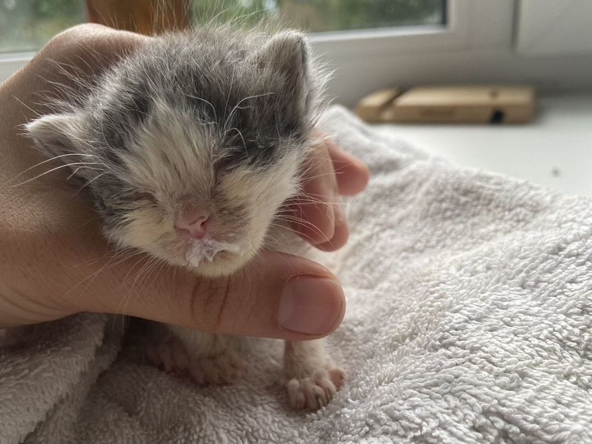 Котенок ищет дом