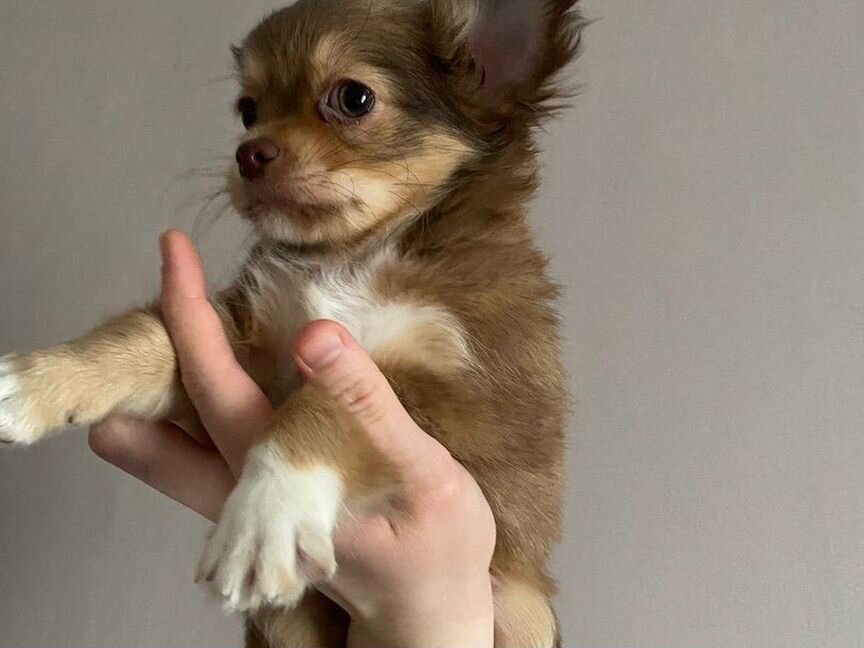 Очаровательные милахи щенки чихуахуа привиты