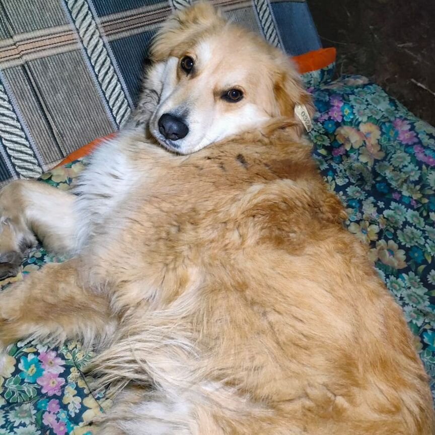 Пушистый красавчик Тоша в приюте