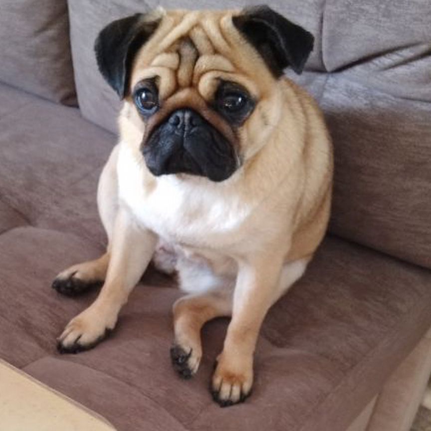 Мопс, взрослая собака