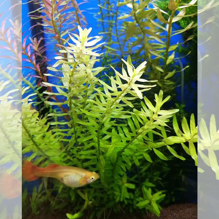 Ротала аквариумное растение