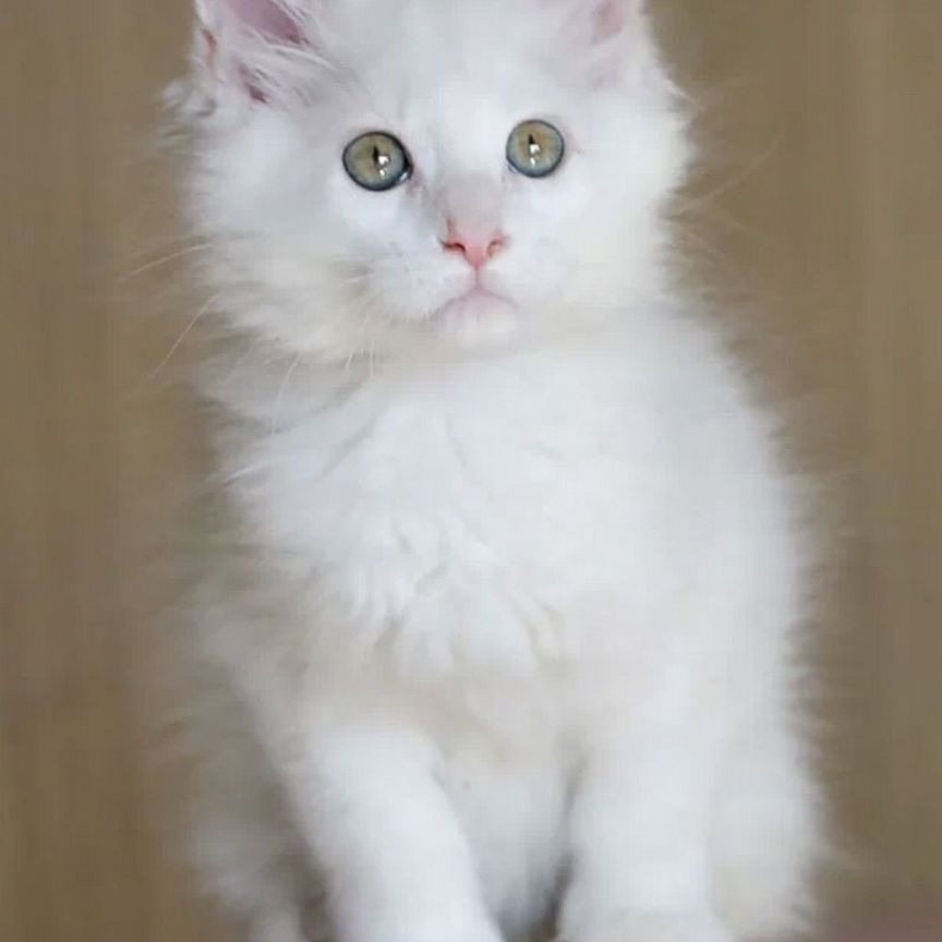 Сибирский мальчик