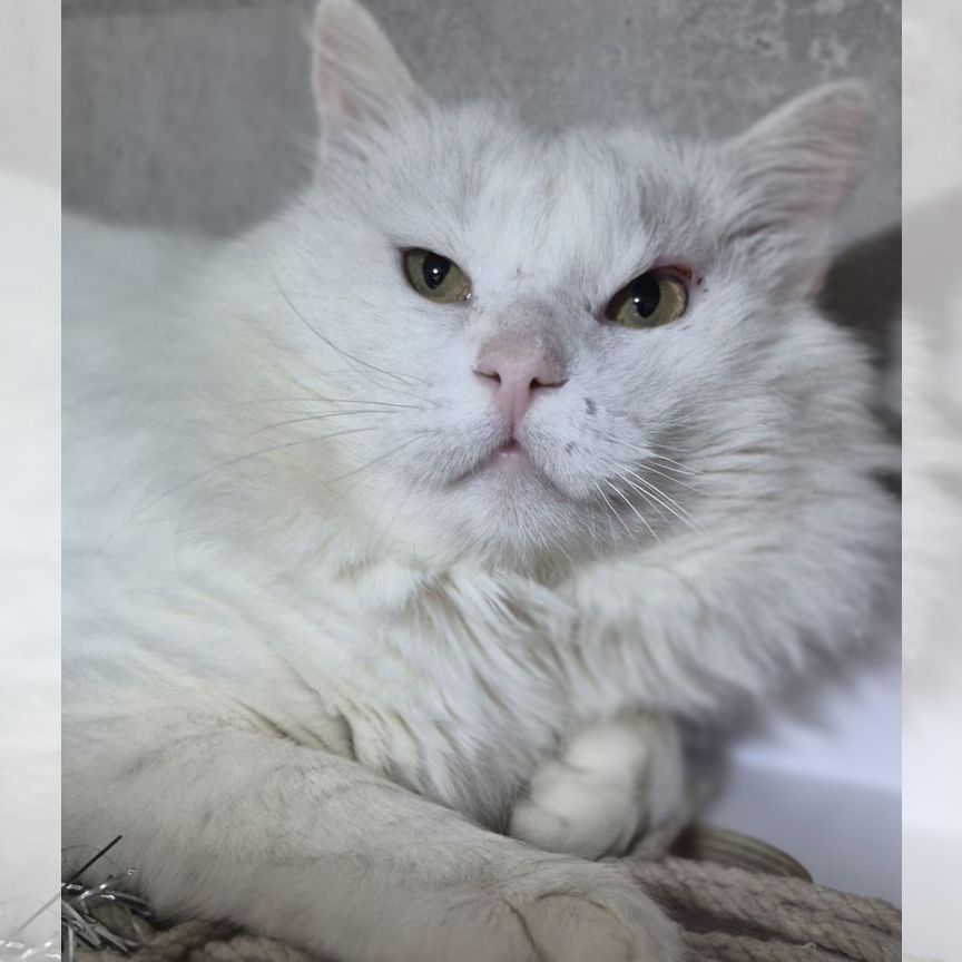 Турецкая ангора, взрослый кот