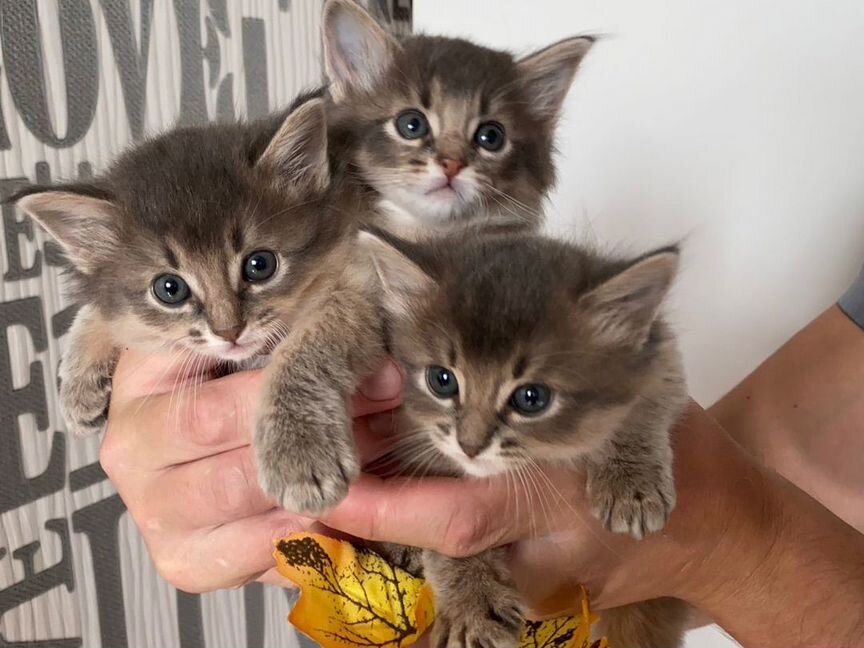 Сомалийские котята