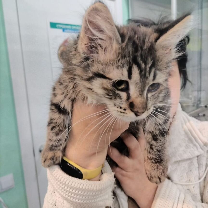 Котенок Мишка в добрые руки