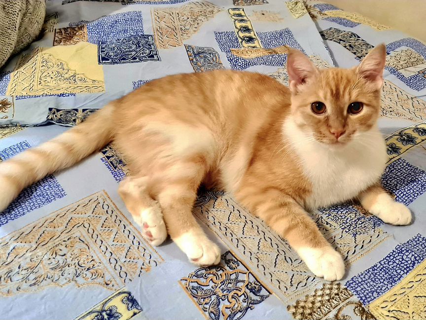 Рыжая кошка девочка