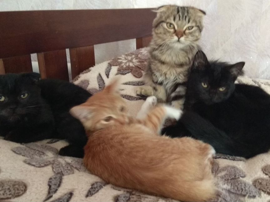 Кошка в дар бесплатно