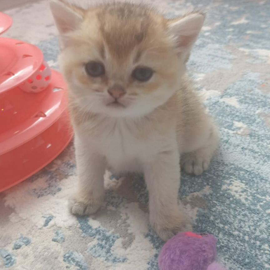 Кошки породистые котята