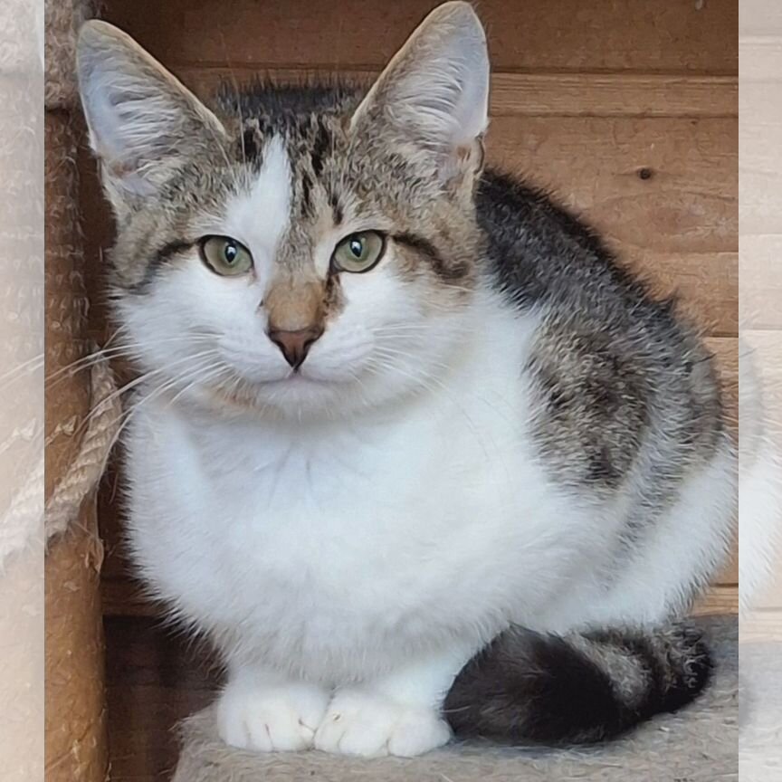Котёнок девочка, 4 мес, бесплатно