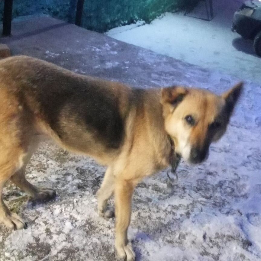 Пёс с цепью ищю хозяина