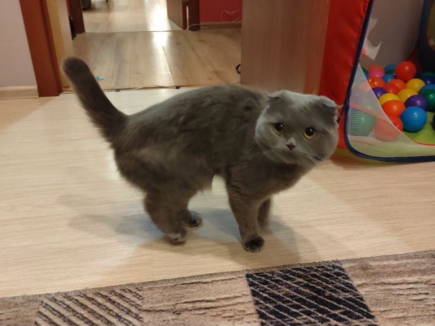 Британский вислоухий кот