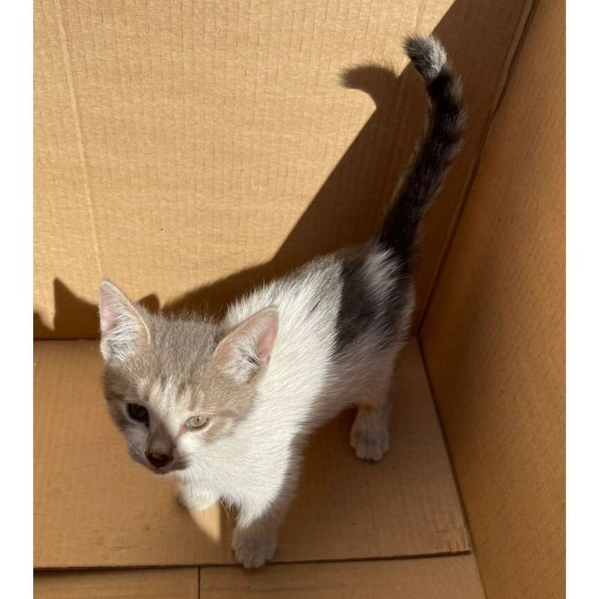 Декочка котëнок, 3 мес, на складе