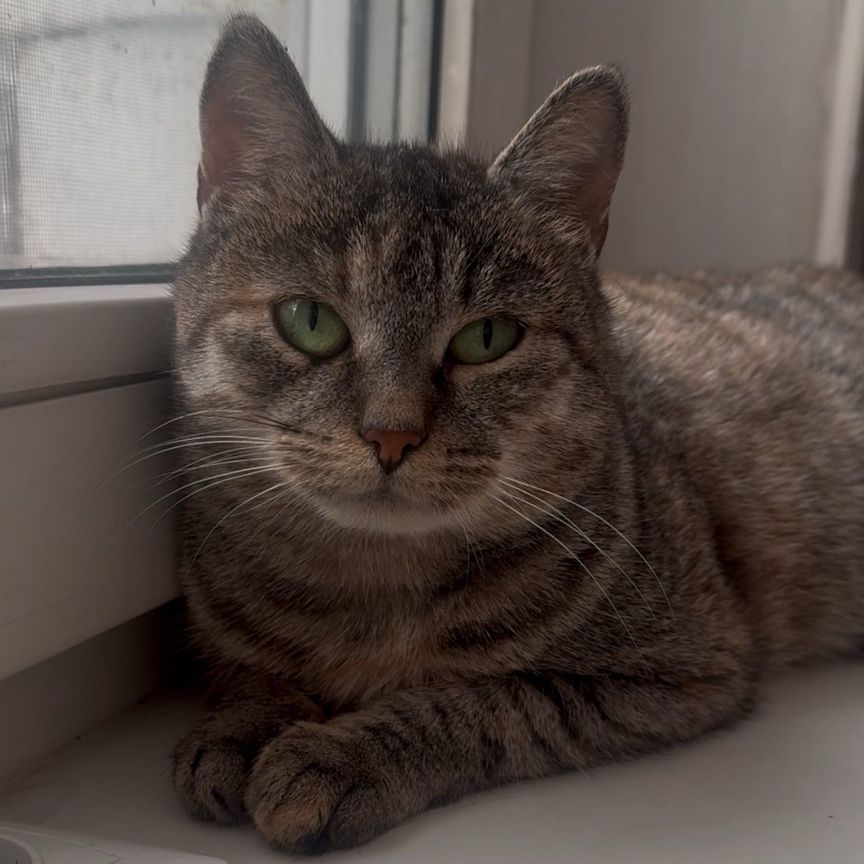 Взрослая, Девочка кошка в добрые руки