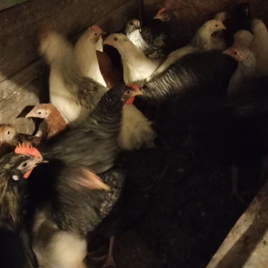 Курочки молодки