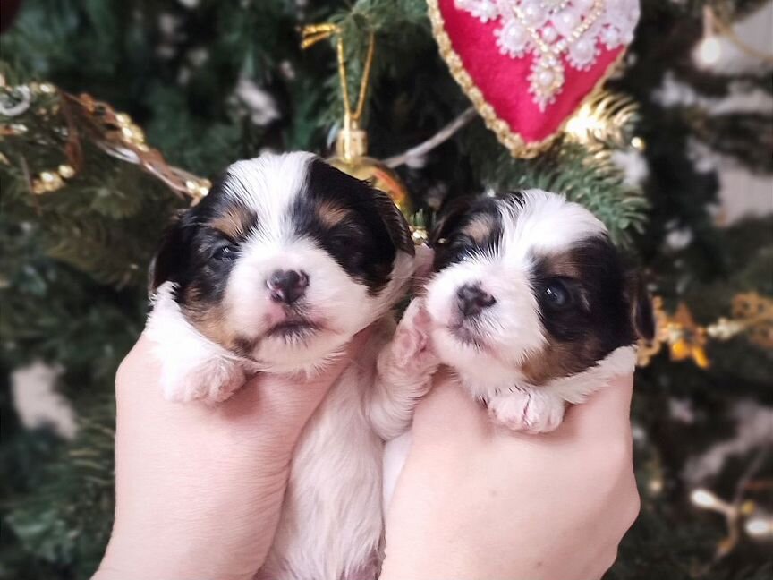 Бивер малыши