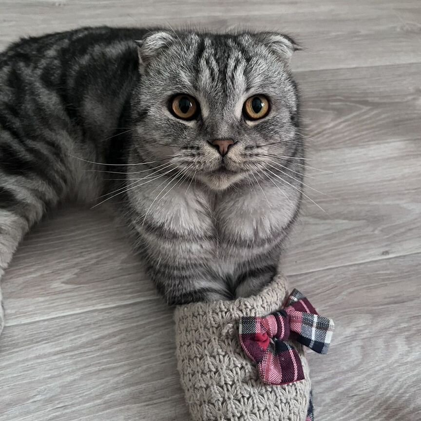 Вислоухий кот в дорые руки