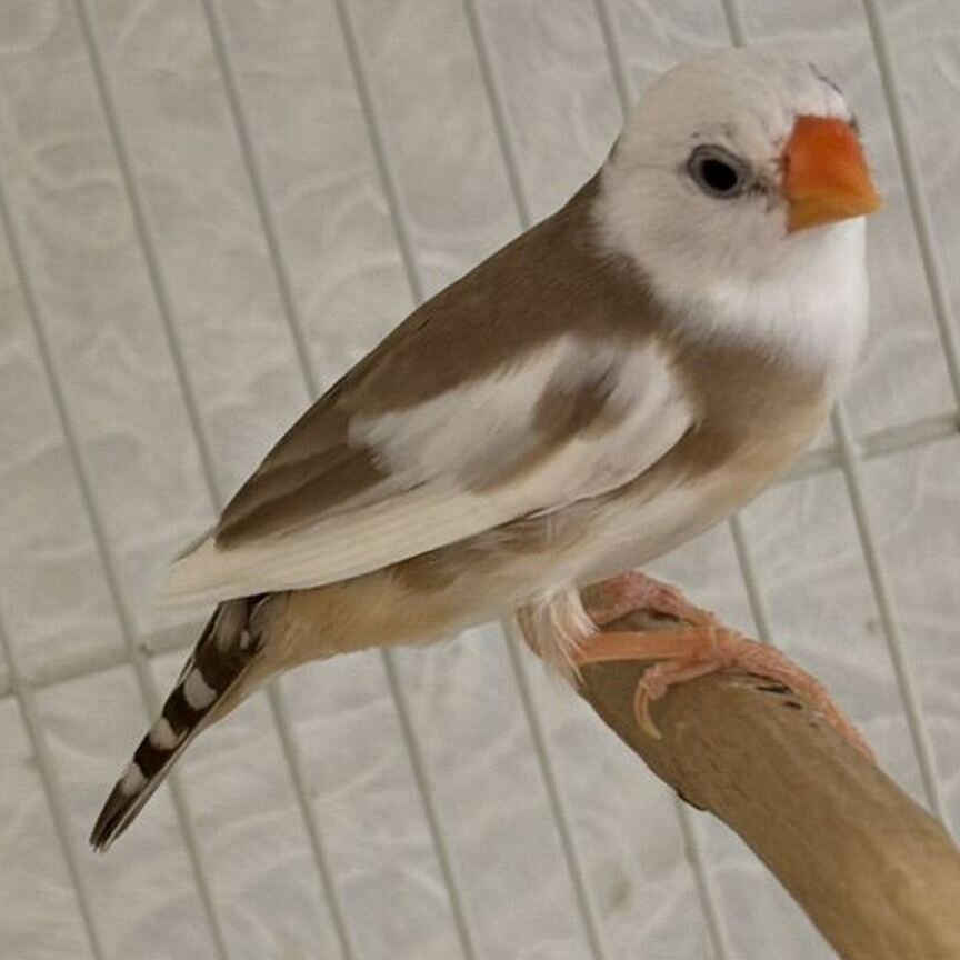 Амадины