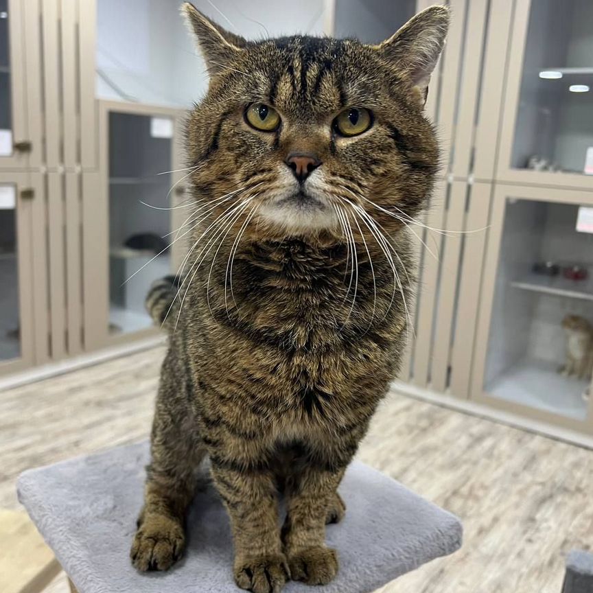 Взрослый кот в добрые руки