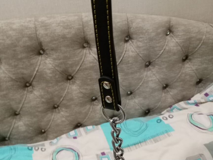 Амуниция для собак