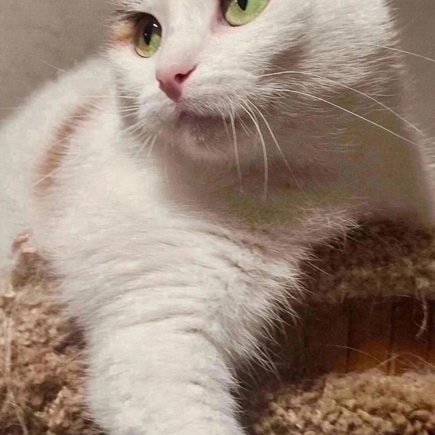 Взрослая кошка в добрые руки