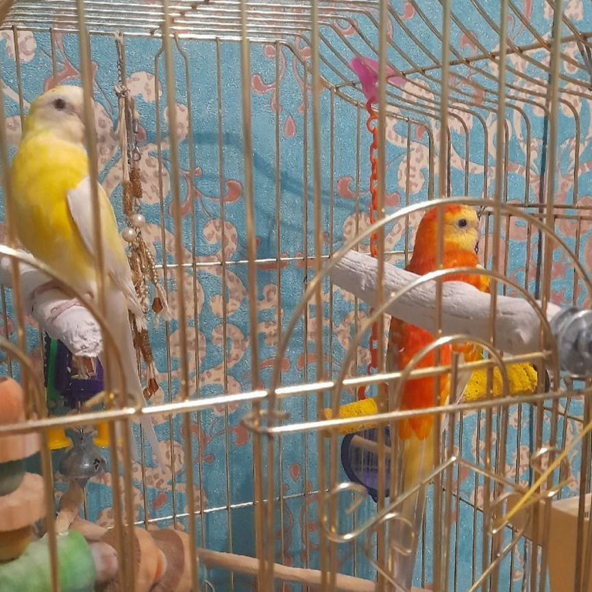 Певчий попугай