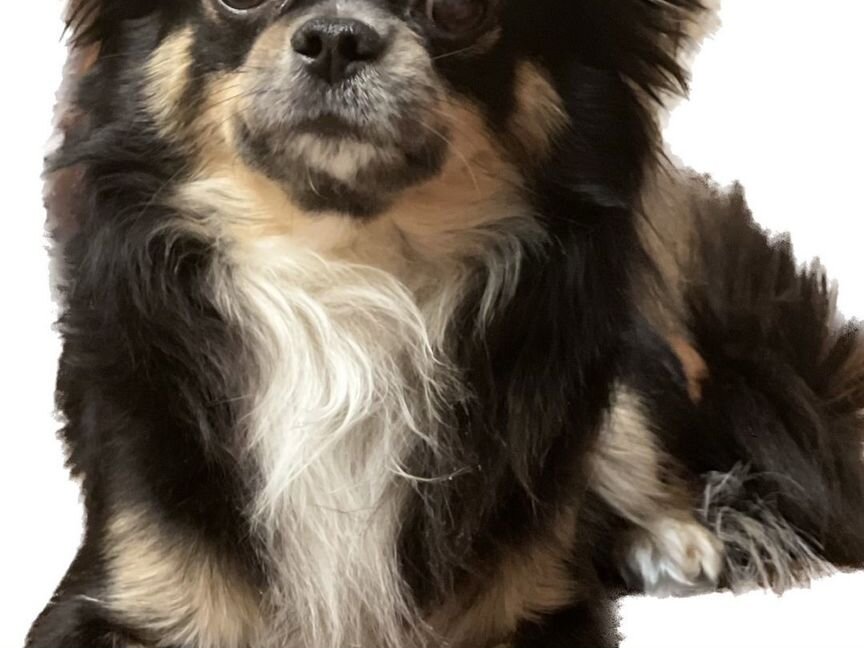 Вязка чихуахуа мальчик