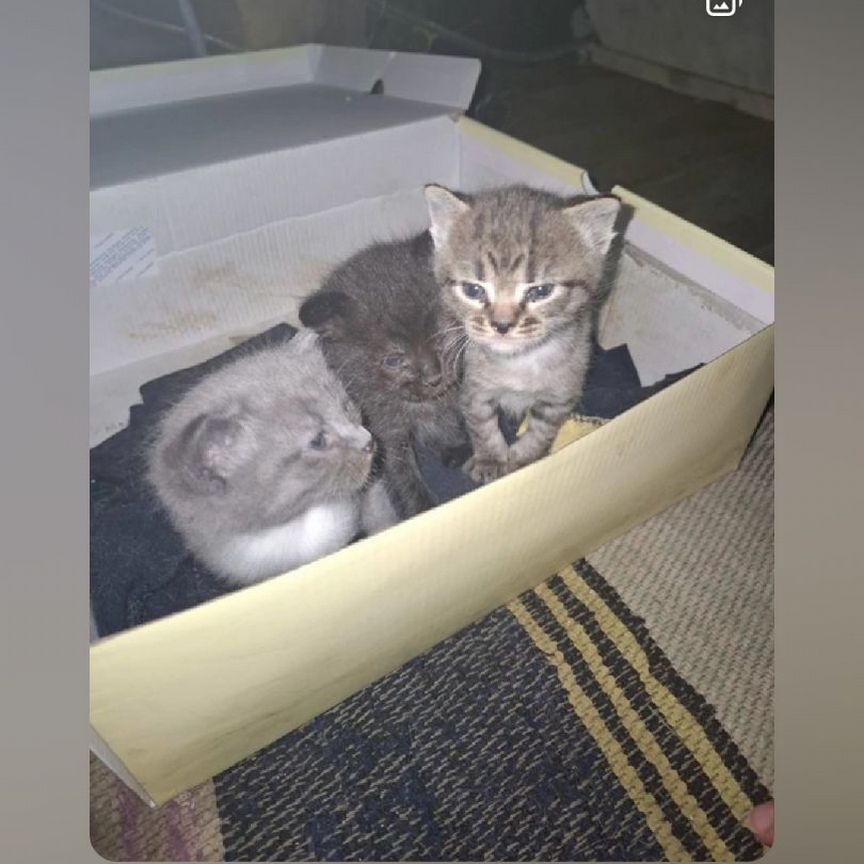 Домашняя кошка