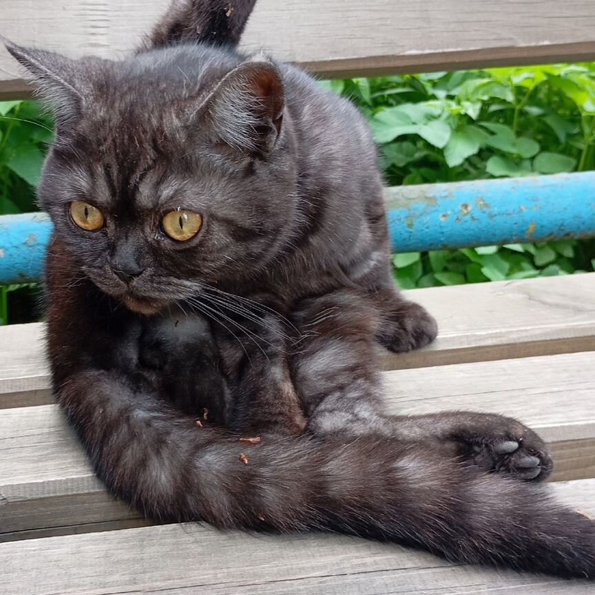 Взрослая, кошка в добрые руки