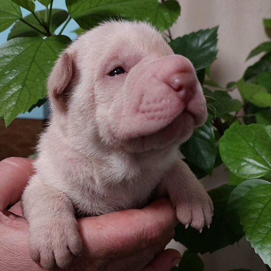 Шарпейная плюшечка