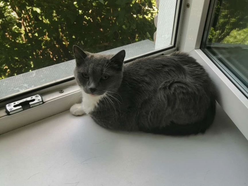 Кошки