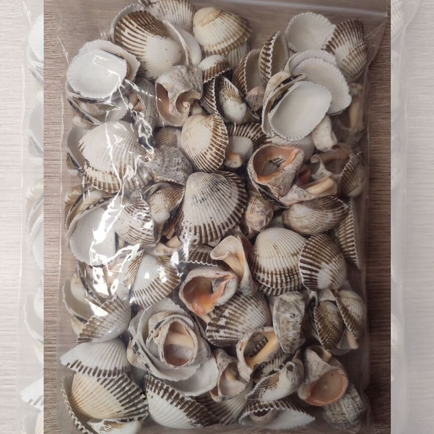 Морские ракушки