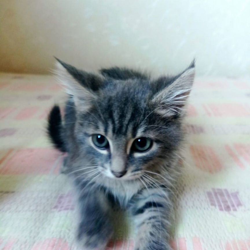 Серый котенок в добрые руки