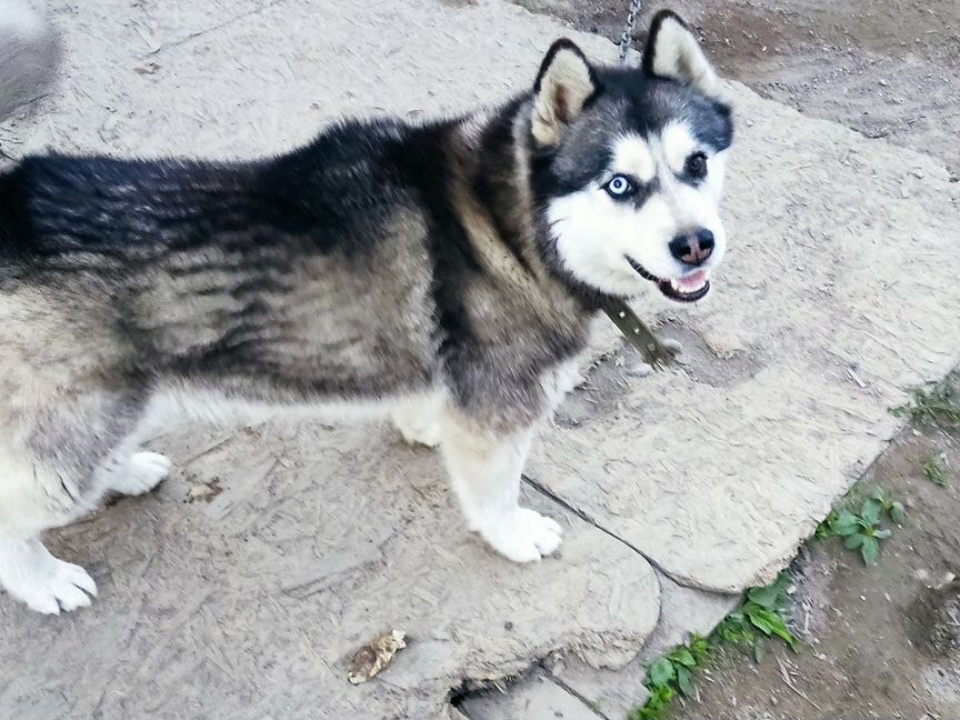 Отдам девочку Хаски