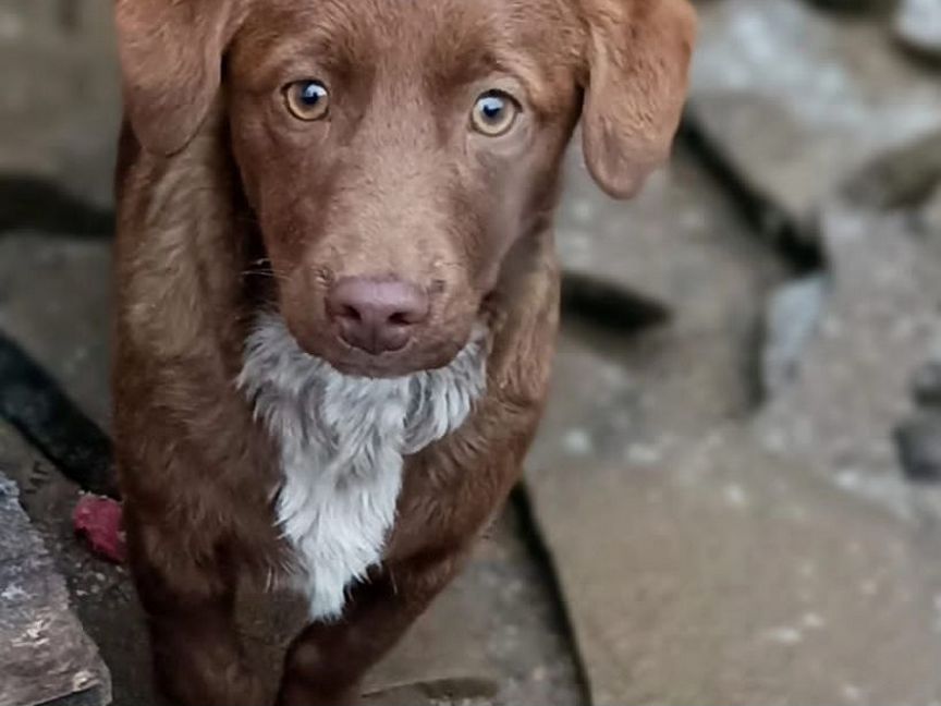 Собака в добрые руки