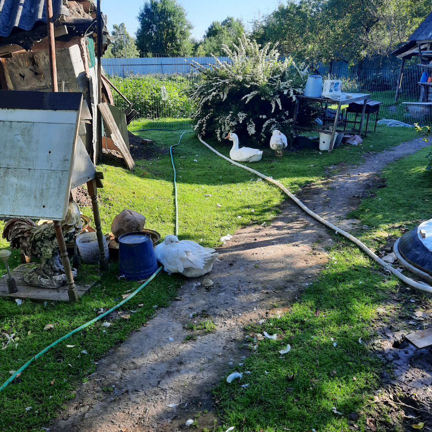 Гуси помесные